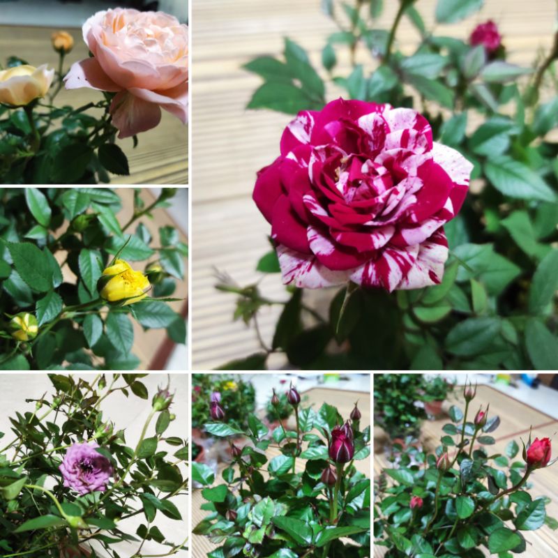 Bunga Rose Hidup / Rose Denmark /Dm untuk pilih. | Shopee Malaysia