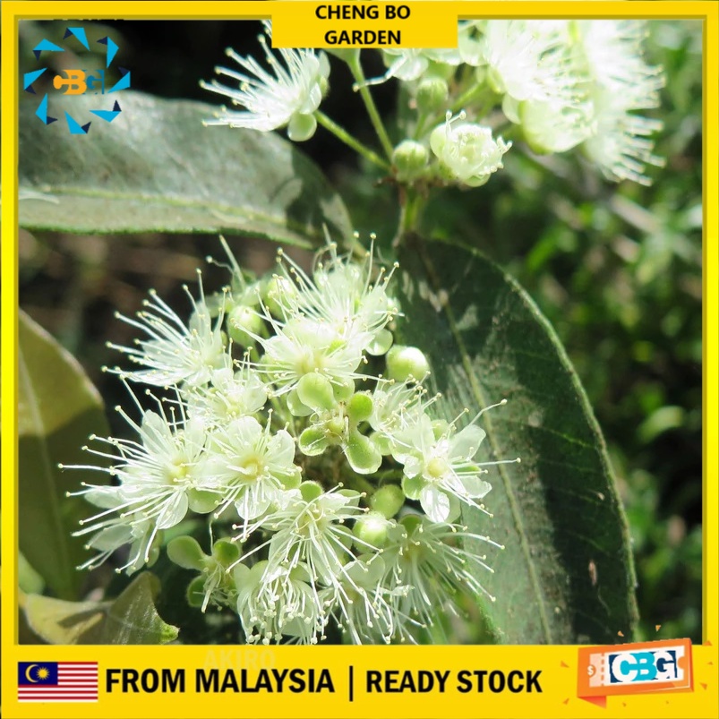 Anak Pokok Kelulut Gelam Tikus Kelat Nasi Lemon Mrytle Backhousia ...