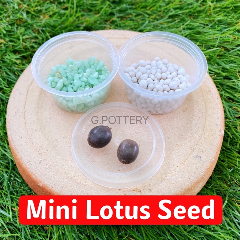 Mini Lotus Seed (2pcs) 碗莲种子 (colour randomly) | Shopee Malaysia