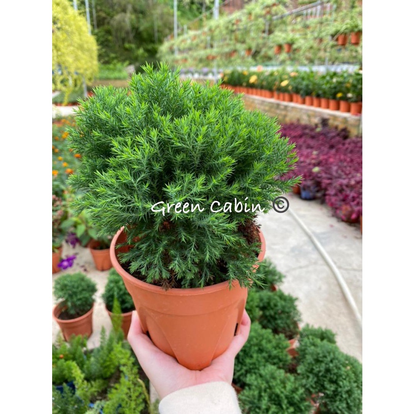 Round Pine Pokok Juniperus Pokok Rhu Bulat 圆柏树 Cameron [Potted Live ...