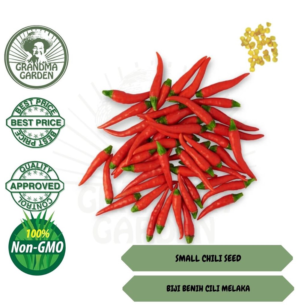 👵BELI 10 FREE 1👵 BIJI BENIH CILI MELAKA / SMALL CHILI SEED ( 1G AROUND ...