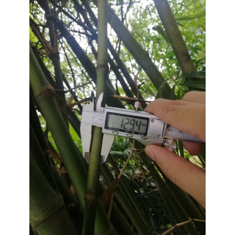 Bamboo Natural Deco Plant Art Pot Florist Sticks Stakes Trellis BATANG ...