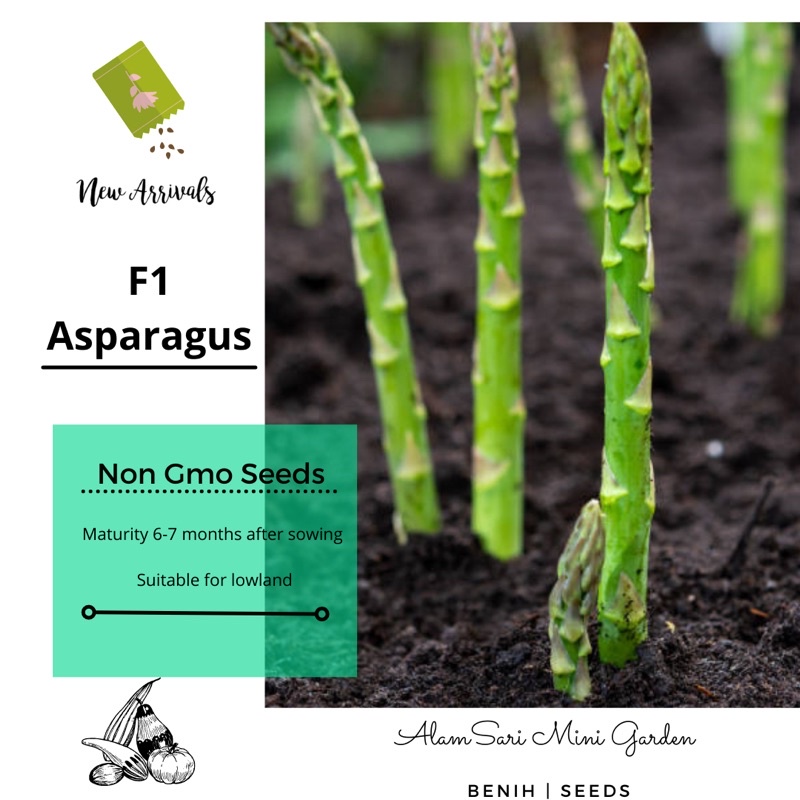 Biji Benih Asparagus : 136 F1 Hybrid Asparagus High Rise ( Hasil Tinggi ...