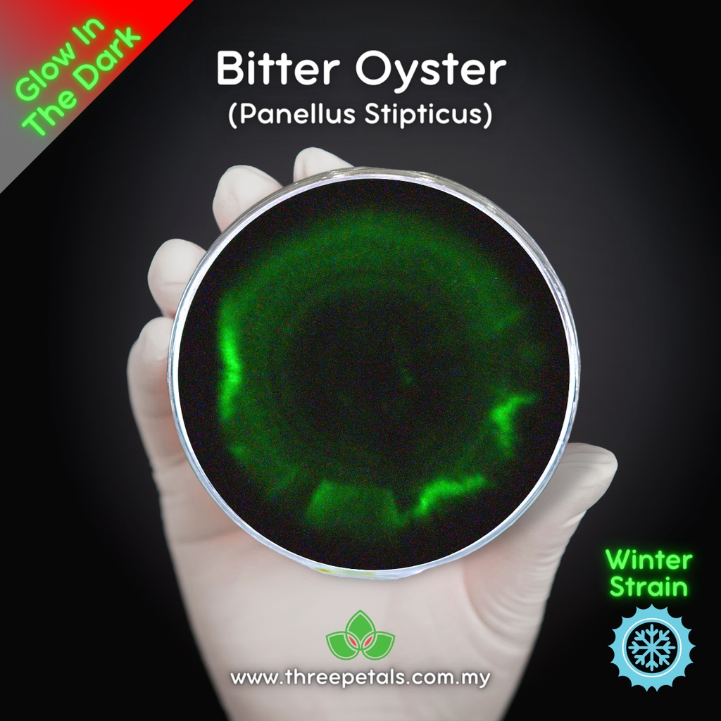 Bitter Oyster (Panellus Stipticus) Live Mycelium Mushroom Culture Spawn ...
