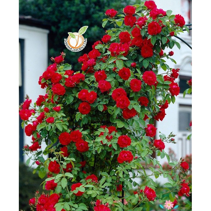 [Hot Selling] Climbing Rose Roses by Nawan Garden/ Pokok Bunga Rose ...