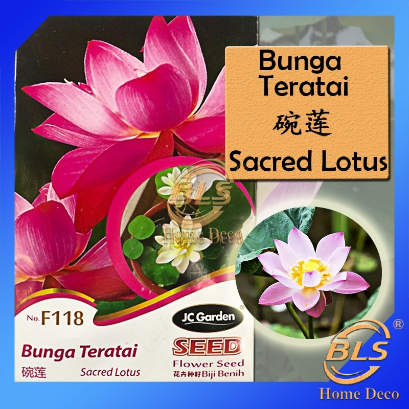 F118 SACRED LOTUS JC GARDEN FLOWER SEED BIJI BUNGA TERATAI | Shopee Malaysia