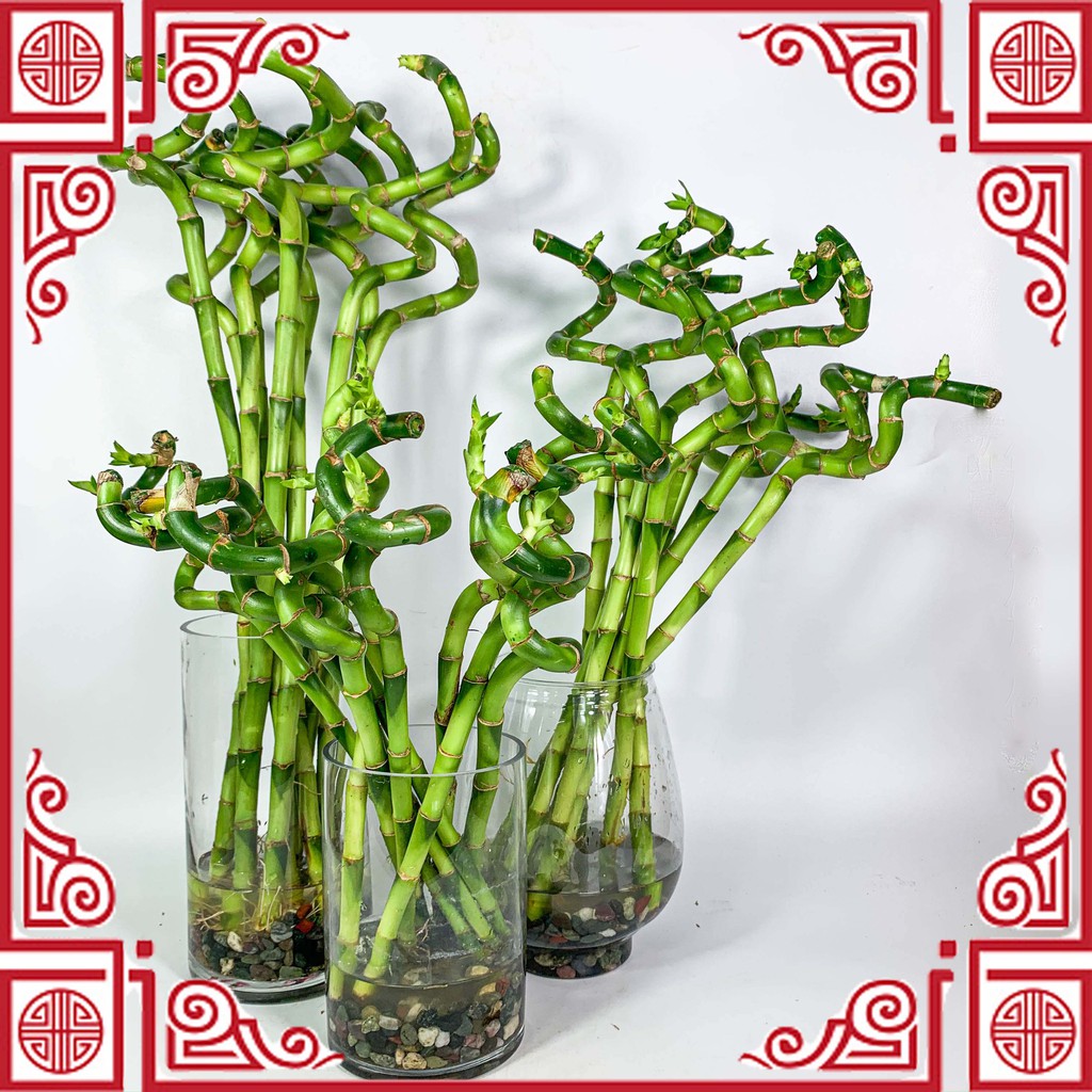 [Indoor Plant] Lucky Bamboo Curly Bamboo Lucky Bamboo Variegated 转运竹 ...