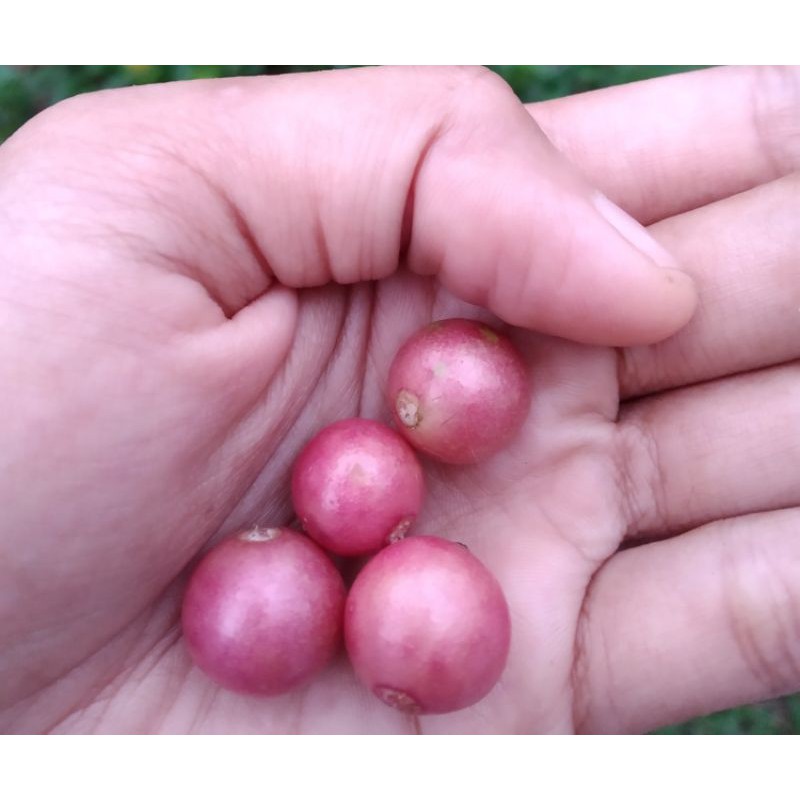 Ceri kampung: anak pokok ceri kampung/kerukup siam (panama berry ...