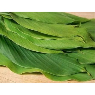 daun cemomok segar daun pijat daun kesing | Shopee Malaysia