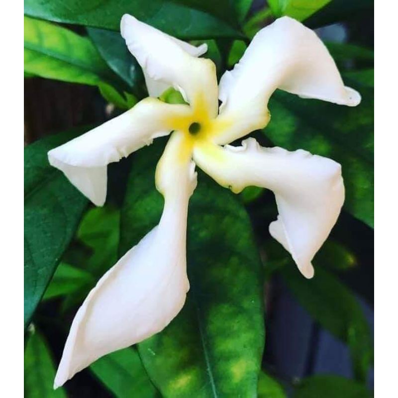 pokok bunga Cempakawali (Samoan Gardenia) | Shopee Malaysia