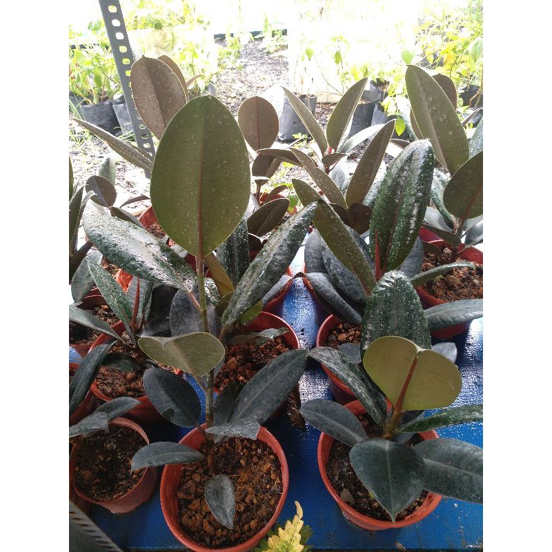 Pokok Hiasan Indoor Plan | Shopee Malaysia