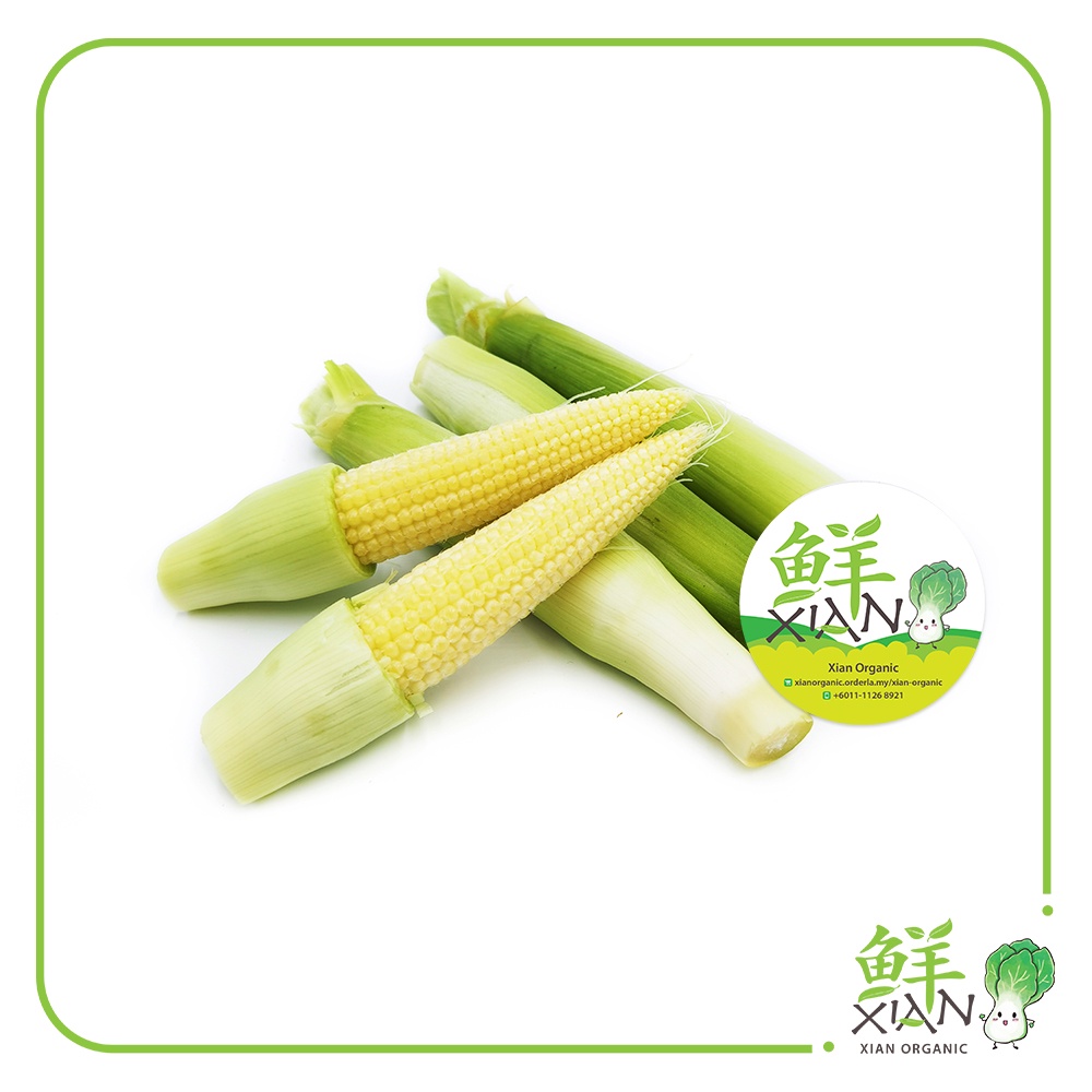 Organic Baby Corn (1kg)/pk | Shopee Malaysia