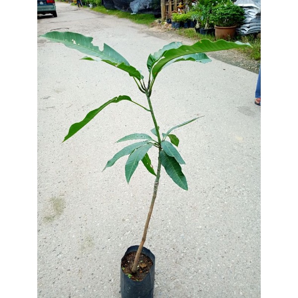 Pokok Kuini Kahwin / Kuini kahwin | Shopee Malaysia