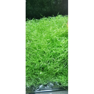 chaeto macro algae with Copepods and Amphipods | Shopee Malaysia