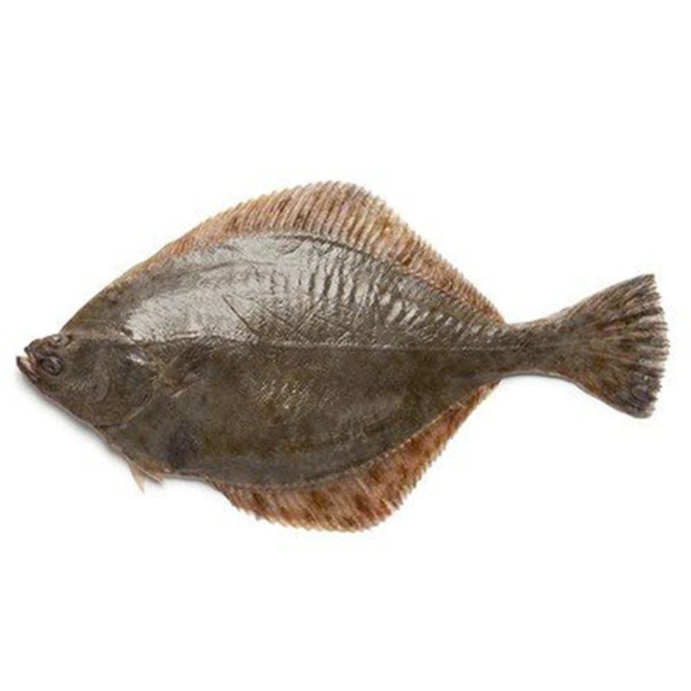 Ikan Sebelah Segar - 1kg | Shopee Malaysia