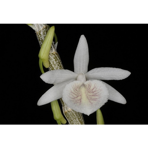 Dendrobium cretaceum saiz pasu 2 inch | Shopee Malaysia