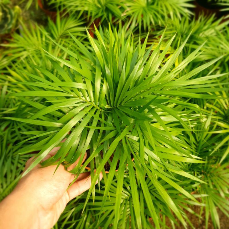 JAWA PALM | JAVANESE PALM | REAL LIVE PLANT | POKOK PINANG JAWA ...