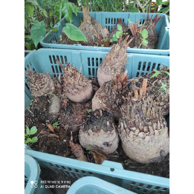 Pokok cycas simensis | Shopee Malaysia