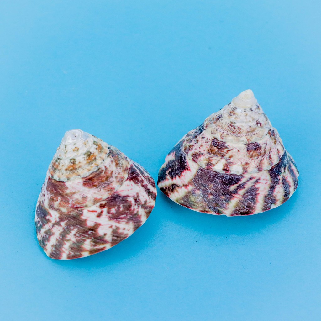 [Ready Stock]2-3CM Trochus Erithreus Natural Rare Real Sea Shell ...