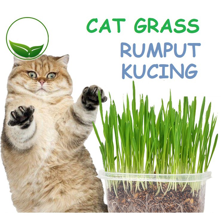 【Ready Stock Msia】Cat Grass / Rumput Kucing / Catnip /Cat Nip/ Ganja ...