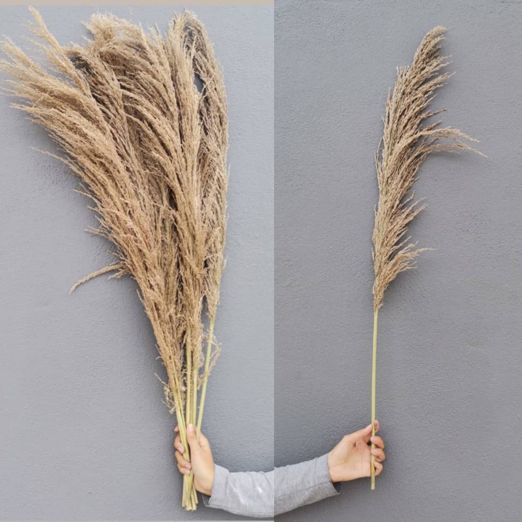 Daun pampas kering / daun ori ‼️ ready stock daun viral😍😍 | Shopee Malaysia