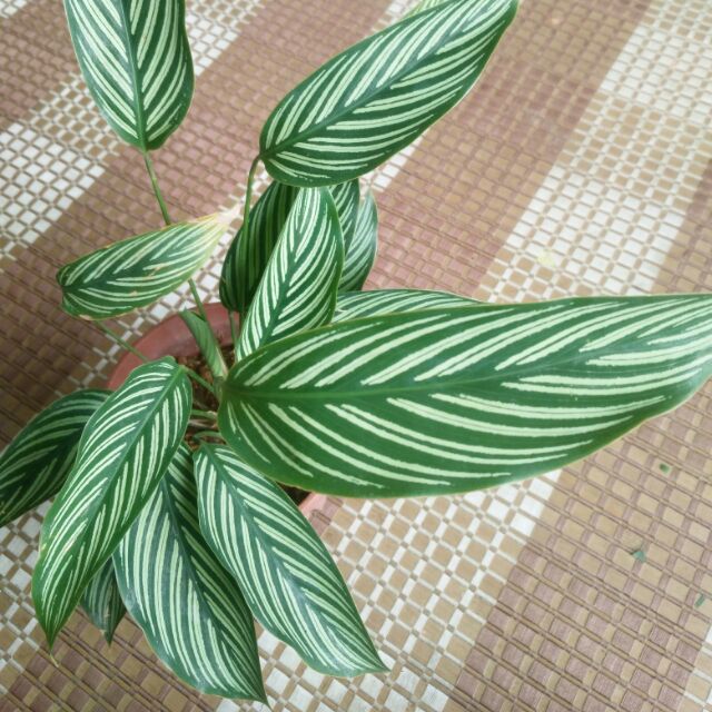 Pokok hiasan (real plant) | Shopee Malaysia