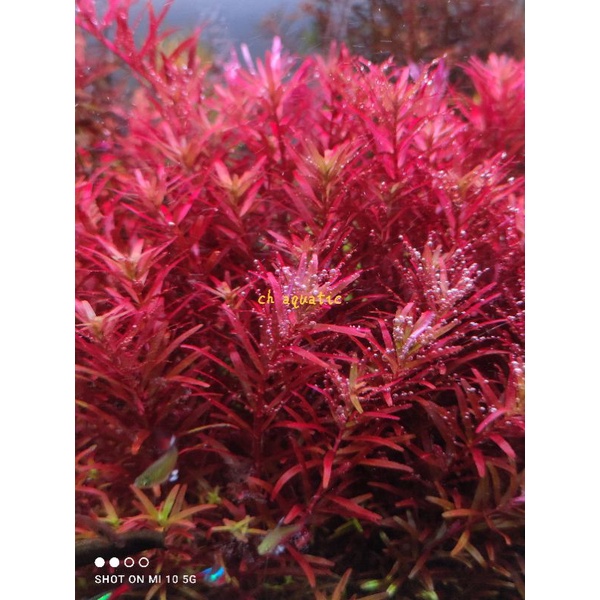 Rotala Blood Red SG/Vietnam 5 stem submerged form,aquatic plants ...