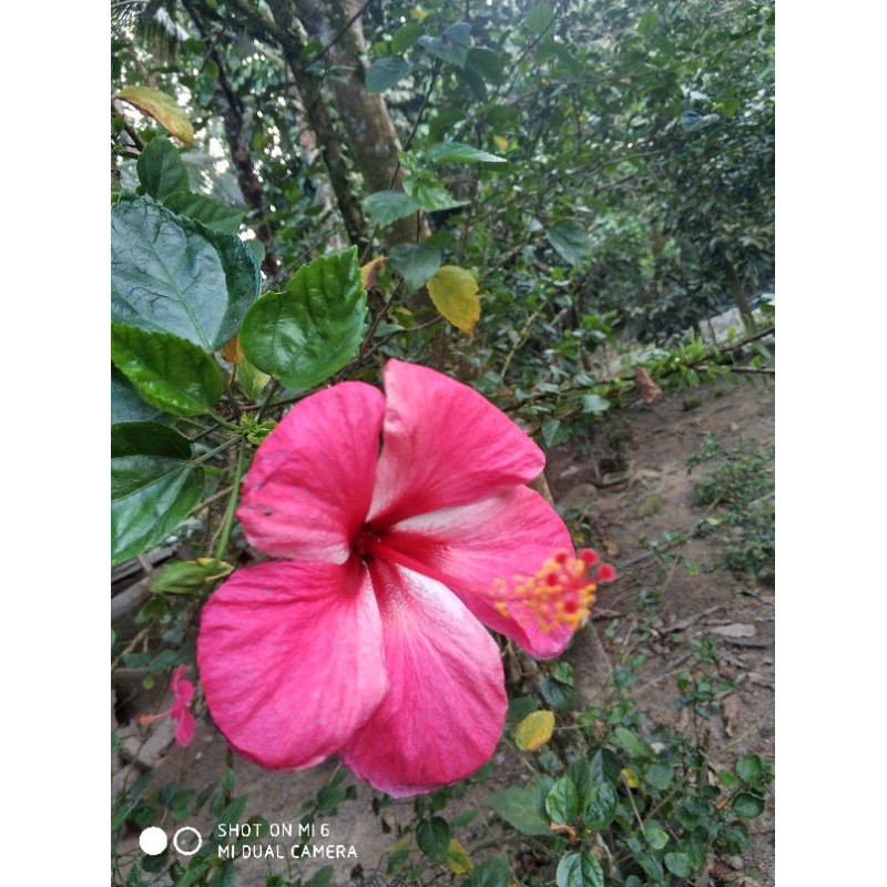 keratan bunga raya pink kacukan thailand | Shopee Malaysia