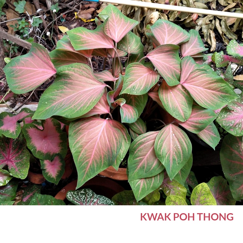 KWAK POH THONG Keladi MURAH Pokok Anak Ubi Caladium CHEAP Plant Bulb ...