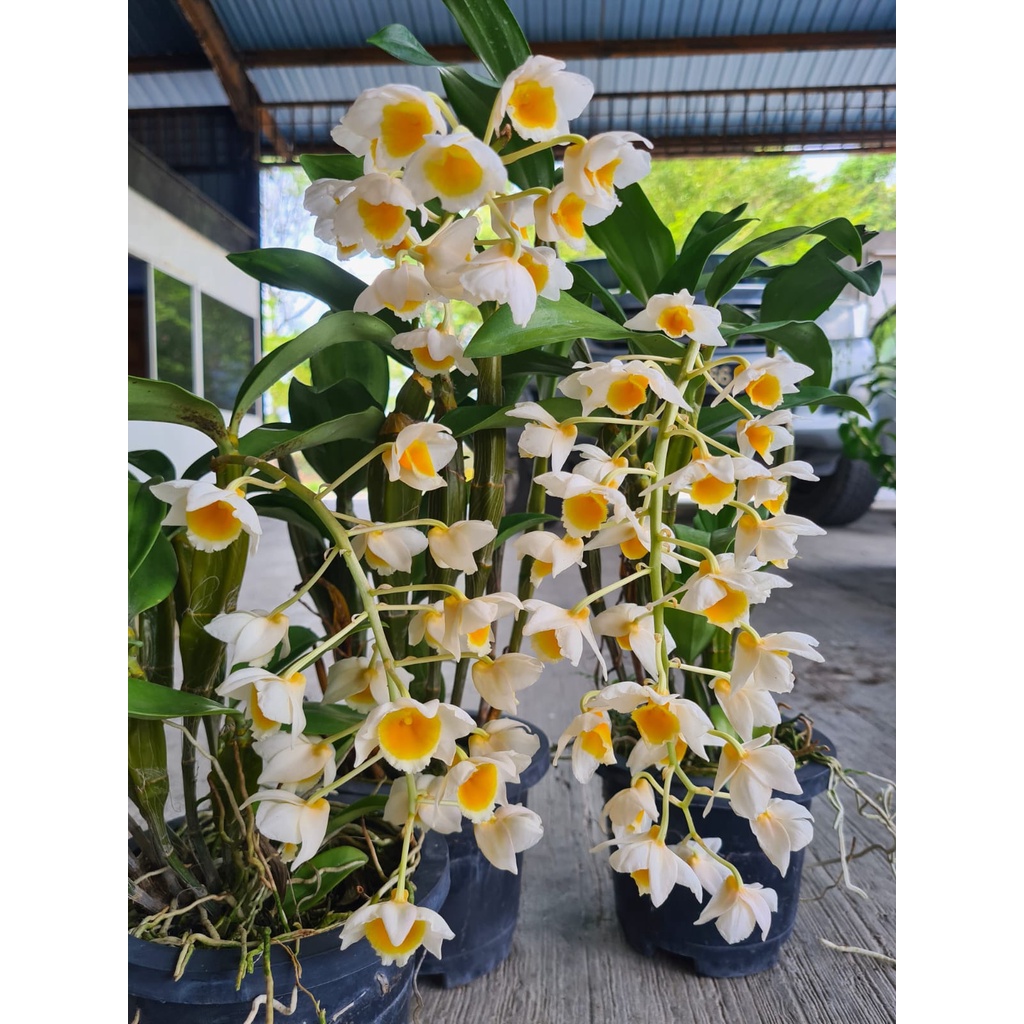 Dendrobium Farmeri (pokok matang & besar tanpa bunga) | Shopee Malaysia