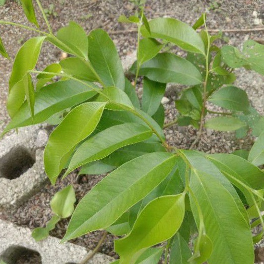 Daun gaharu segar +/- 100gram@ campurkan dalam teh atau kopi | Shopee ...