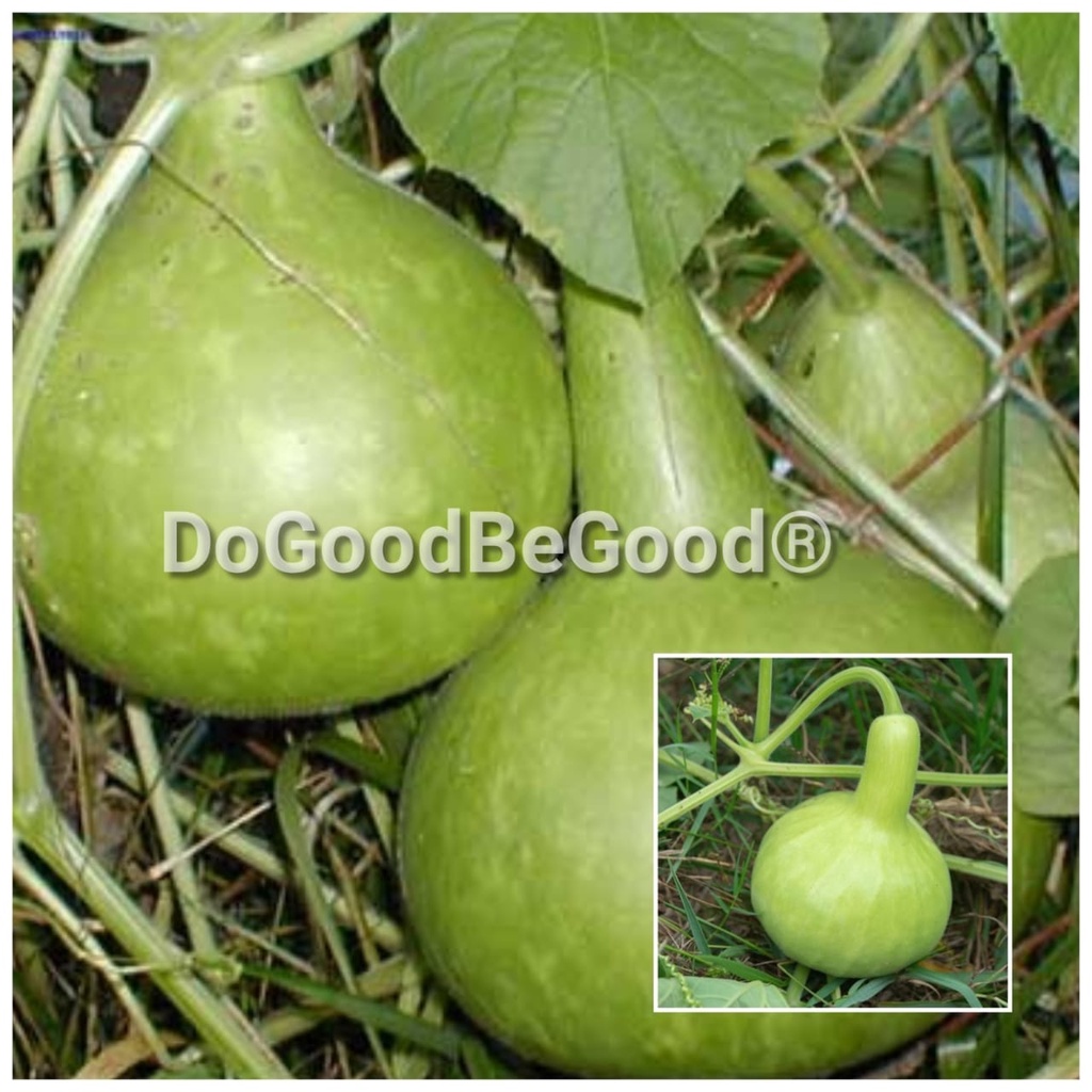 3pcs Bottle Gourd Big Type Seeds / Biji Benih Labu Air jenis Bulat ...