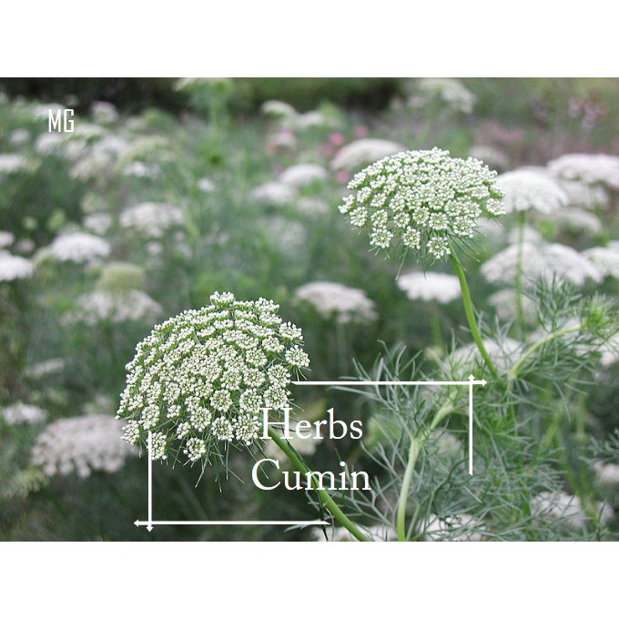Cumin Herbs Seeds - 300 Seed *Pot Friendly* Tanam Pasu, Benih Cintan ...