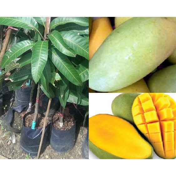 MKT - Anak Pokok Mangga Taiwan Kahwin / cepat berbuah / pokok rendah ...