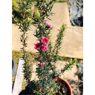 Pokok Bunga Manuka / New Zealand Tea Tree / Leptospermum scoparium ...