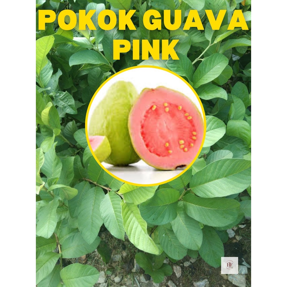 Pokok Jambu Guava Pink/ Pink Guava/ Isi Merah Jambu Anak Pokok Cepat ...