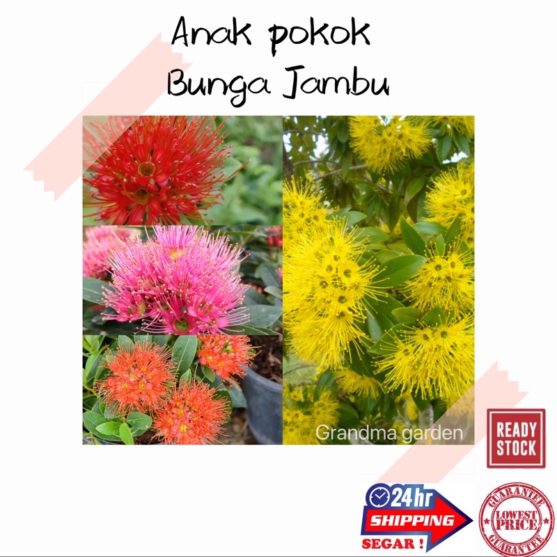 (GG real plant) water banyan ^ bunga jambu golden penda tree ...