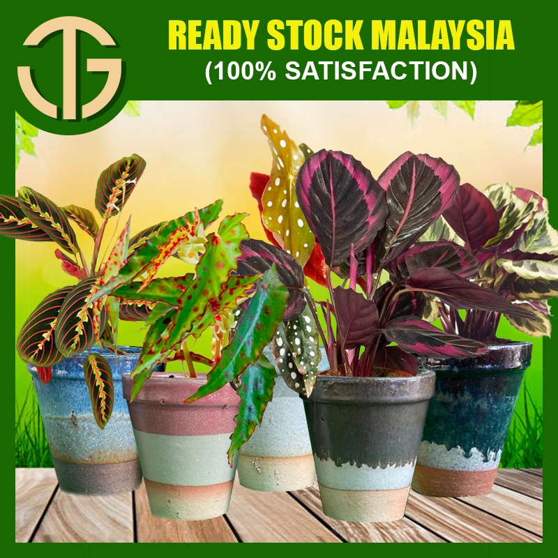 【FAST SHIPPING】M6 Colourful Ceramic Home Garden Flower Pots Succulent ...