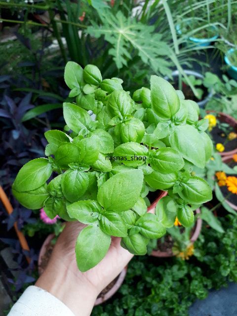 Italian Sweet Basil Genovese Seeds 150pcs Biji Benih Herb Seed | Shopee ...