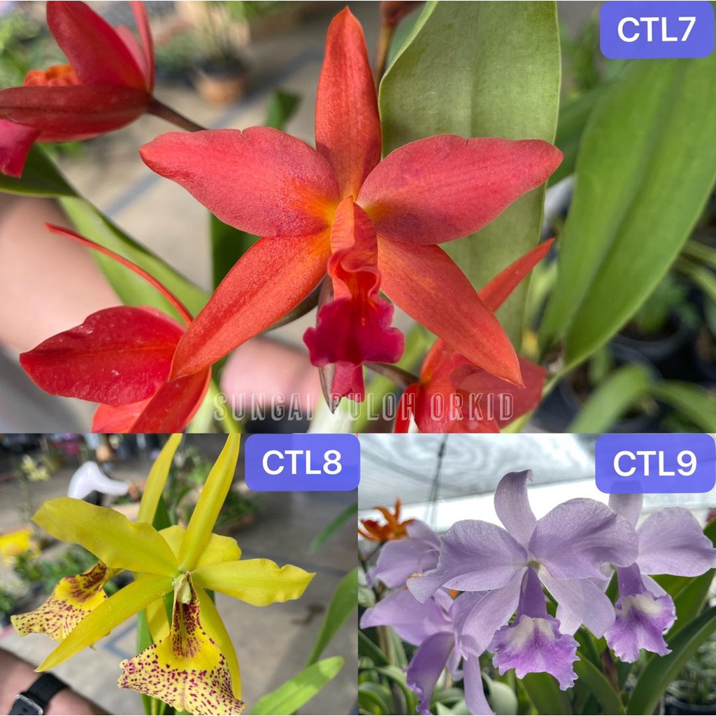 Cattleya Orchid - M size baby plant without flower ( CTL 7~12 ...
