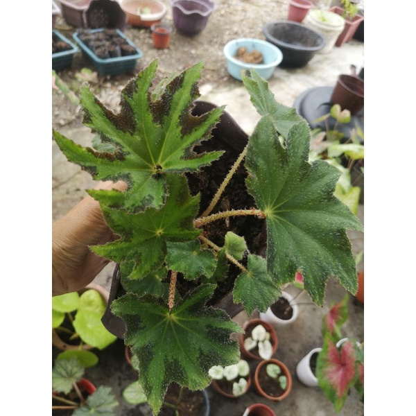 POKOK CALATHEA BEGONIA REX ASAM BATU CANTIK BUNGA HIDUP VIRAL MURAH ...