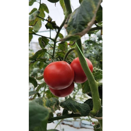 5 Pc Tomato 🍅Tomato Cameron Highlands🍅番茄 | Shopee Malaysia