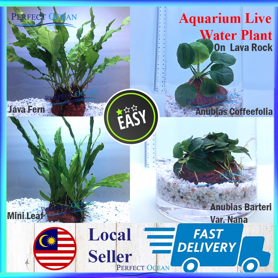 Aquatic Live Water Plant [On Lava Rock] Aquarium Low Level Java Fern Anubias Pokok Tank 🌊READY ...