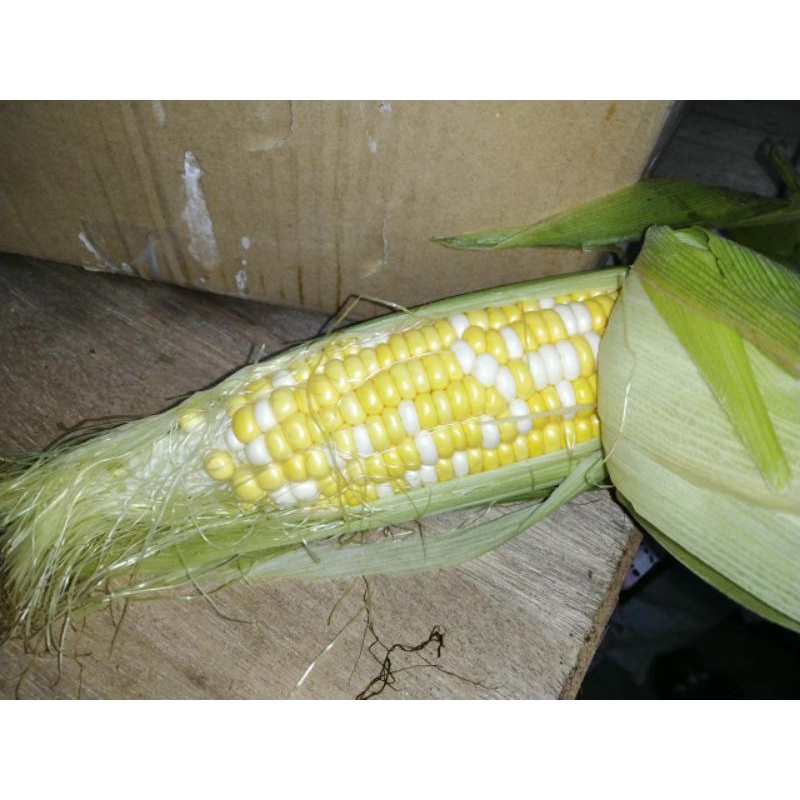 JAGUNG SUSU/JAGUNG MUTIARA CAMERON HIGHLANDS!!! | Shopee Malaysia