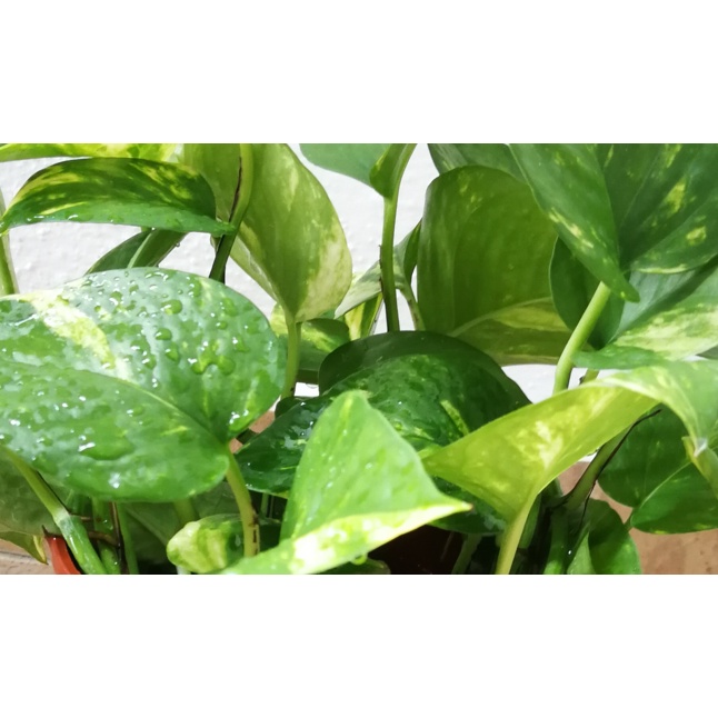 Pokok Duit-duit/Golden Pothos/Money plant/Epipremnun Aureum/Devils Ivy ...