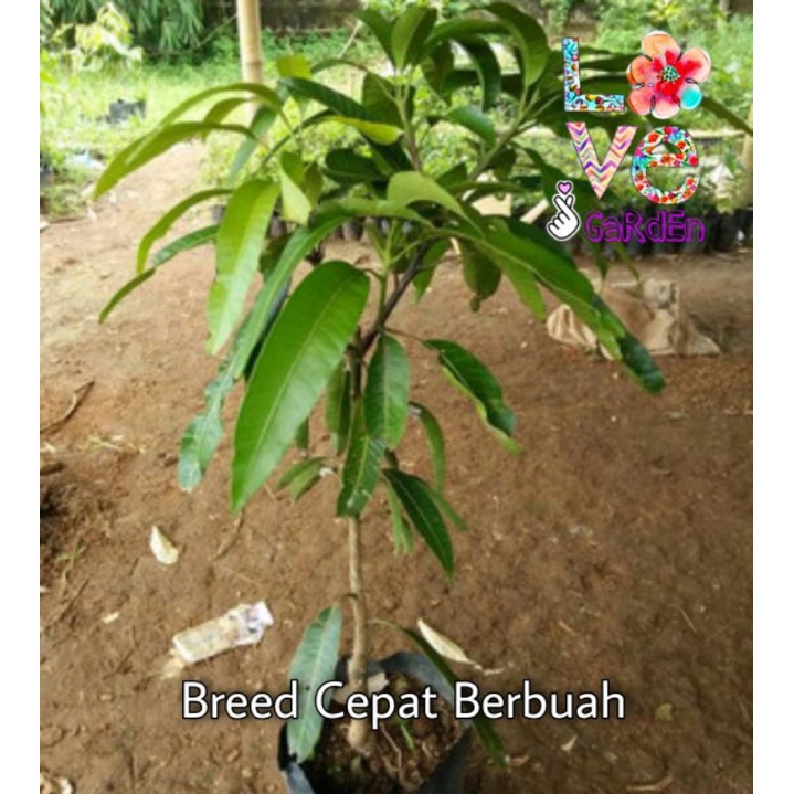 Mangga Cokanan ( Anak Pokok ) | Shopee Malaysia