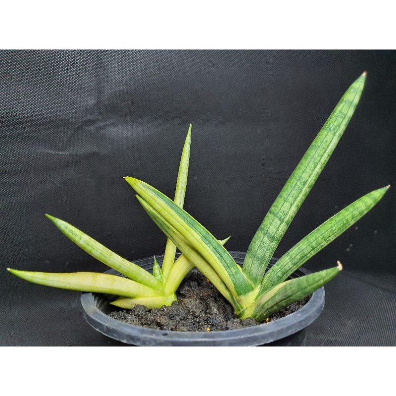 Sansevieria Boncel Variegated | No.030921 | Shopee Malaysia