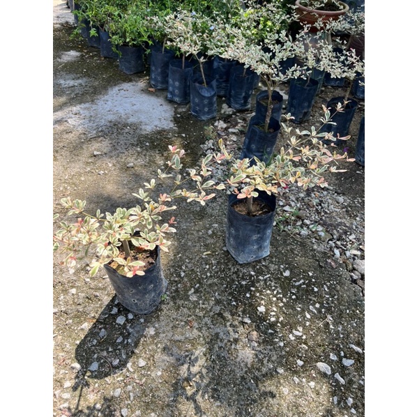 【TW668】 Bucida variegated pokok hiasan | live plant | Shopee Malaysia