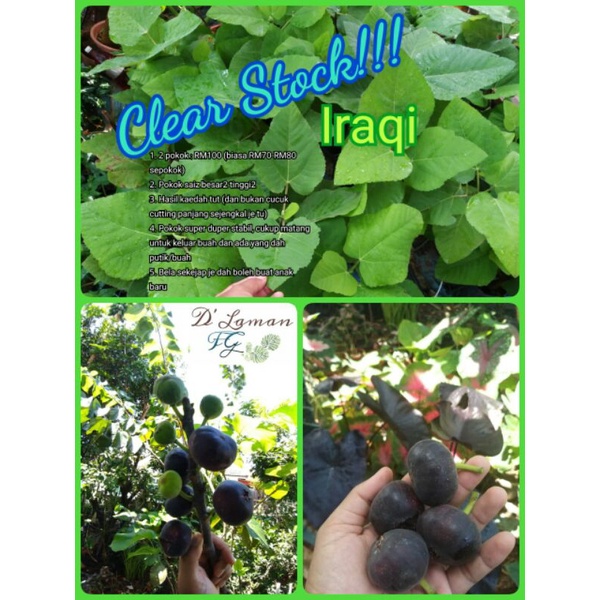 Stock besar / POKOK BUAH TIN VARIETY IRAQI - fig figs tin syurga ...