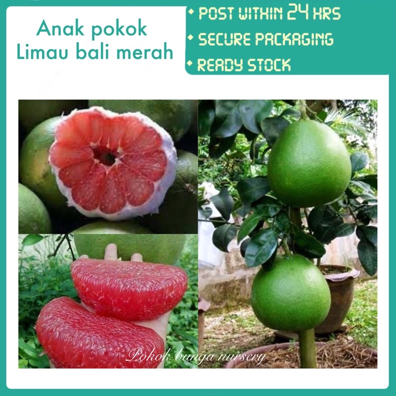 PBN - anak pokok limau bali merah - pokok bunga nursery pomelo red ...